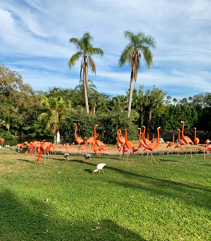 Busch Gardens' flamingo habitat showcases these magnificent birds against a backdrop of lush palm trees and tropical vegetation.