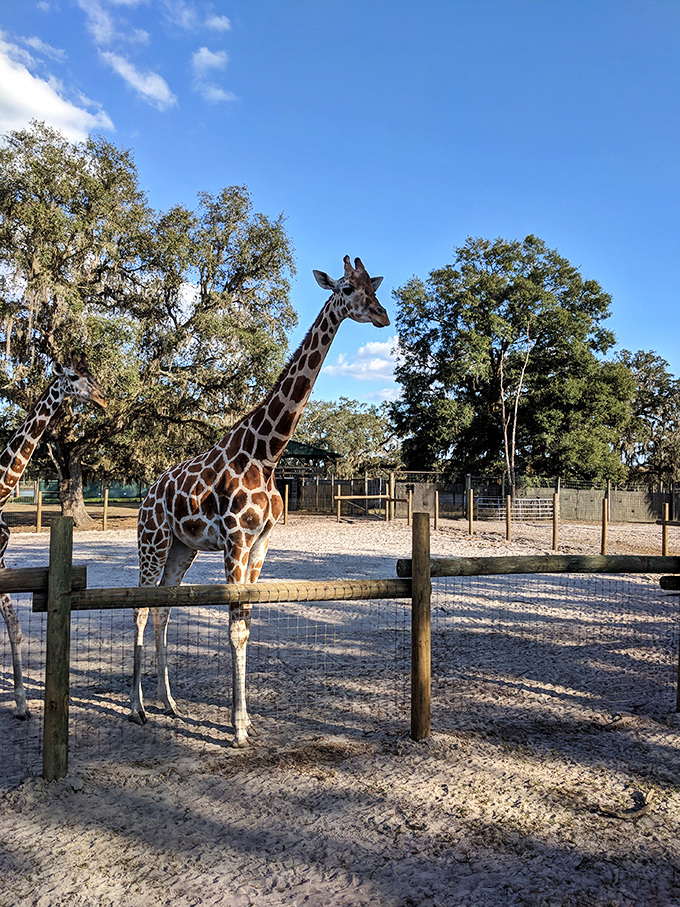 This majestic giraffe at Giraffe Ranch stretches toward the sky, showing off its impressive height against a backdrop of blue Florida skies.