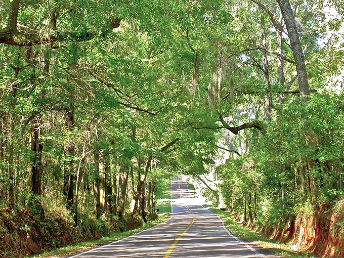 Meridian Road winds through Tallahassee's rolling hills beneath a continuous green ceiling, where oak branches intertwine like old friends catching up.