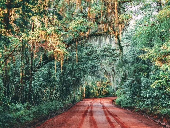 Red clay roads and green canopies &ndash; it's like driving through a living postcard from Florida's forgotten past.