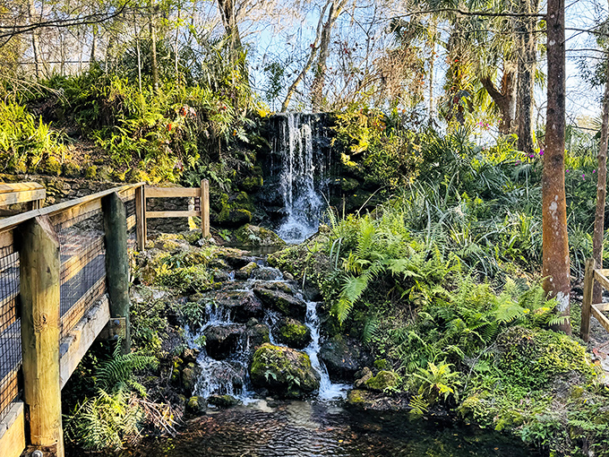Rainbow Springs' waterfall tumbles gracefully between lush ferns and mossy rocks. The wooden walkway invites you to pause and soak in nature's soundtrack.