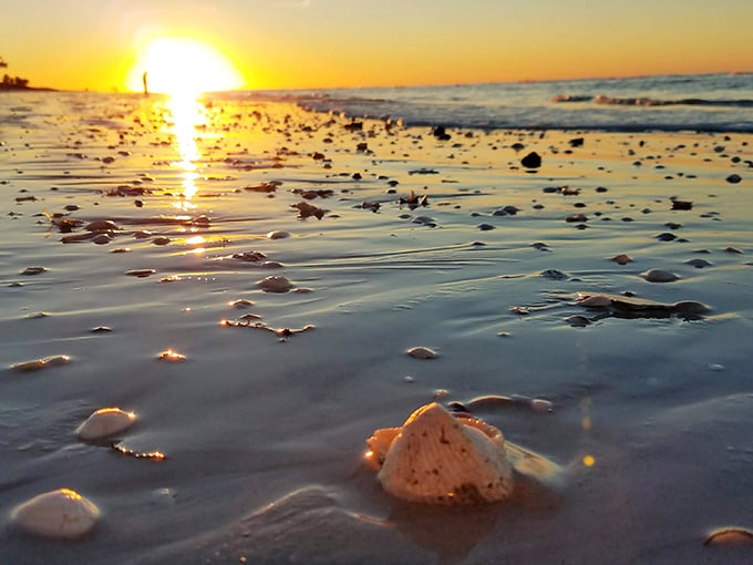 Sunset shell magic! Sanibel's golden hour transforms beach combing into a Pirates-worthy treasure hunt.