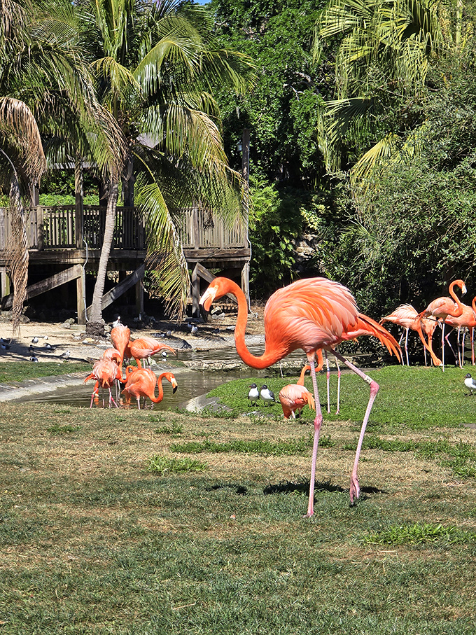 The flamingo flock at Busch Gardens demonstrates their classic one-legged stance, a natural posture that conserves body heat while wading.