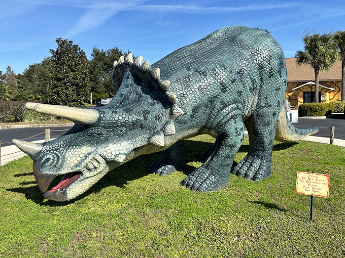 Massive Triceratops models showcase the incredible size and power of these ancient creatures.