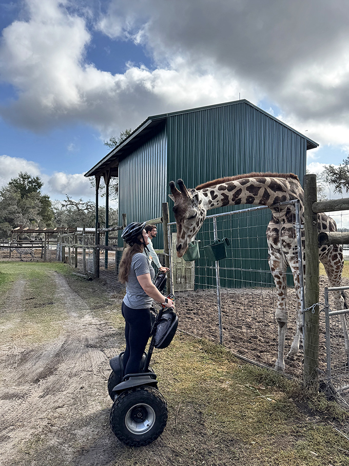 Up-close encounters with giraffes are a highlight at Giraffe Ranch. This curious fellow is greeting a visitor on a Segway safari tour!