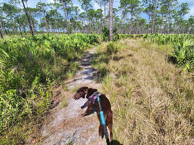 Hiking companion taking a break on the trail at Jonathan Dickinson State Park, where pine forests and palm hammocks create a dog-friendly adventure.