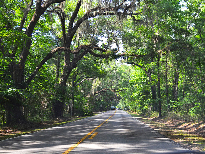 Spanish moss dangles like nature's own decorations along Meridian Road, swaying gently in the breeze as sunlight creates a magical dappled effect below.