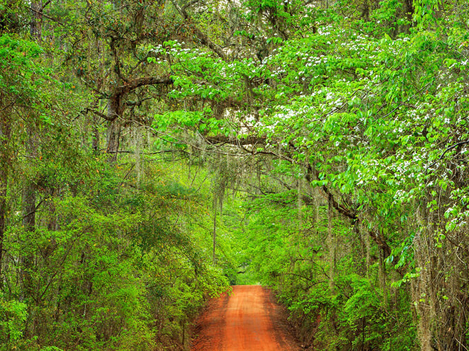 Spanish moss hangs like nature's own beaded curtains, inviting you into the coolest room in the entire state.