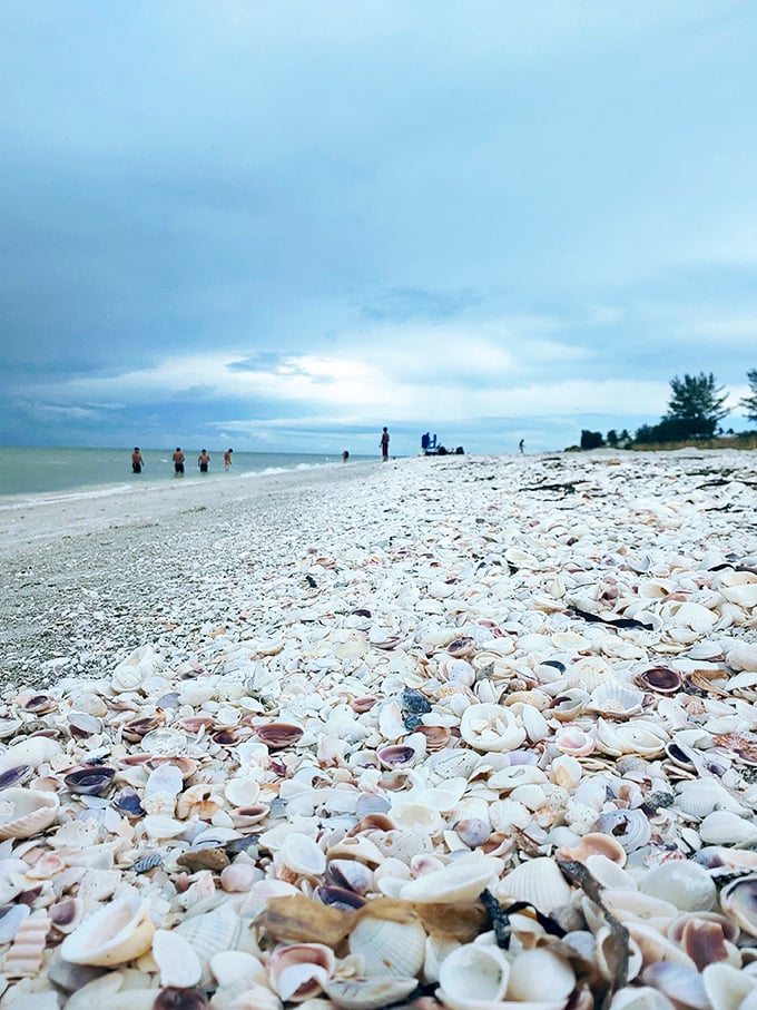 Shell-shocked paradise! Sanibel's legendary shell blanket stretches endlessly—nature's jewelry store open for browsing.
