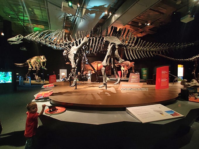 This massive Amargasaurus skeleton towers over visitors, its elongated spines telling tales of prehistoric adaptations from millions of years ago.