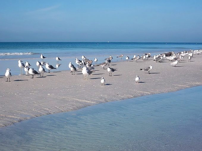 The local seagull committee holds their morning meeting on Anna Maria's pristine shoreline, discussing important matters like which beachgoer might drop their sandwich.