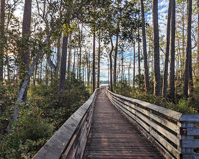 This winding boardwalk invites exploration through Tarkiln's wilderness &ndash; no machete required, just curiosity and comfortable shoes.