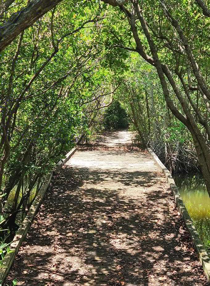 Nature's cathedral awaits as sunlight filters through the mangrove canopy, creating dappled patterns on this inviting boardwalk trail.