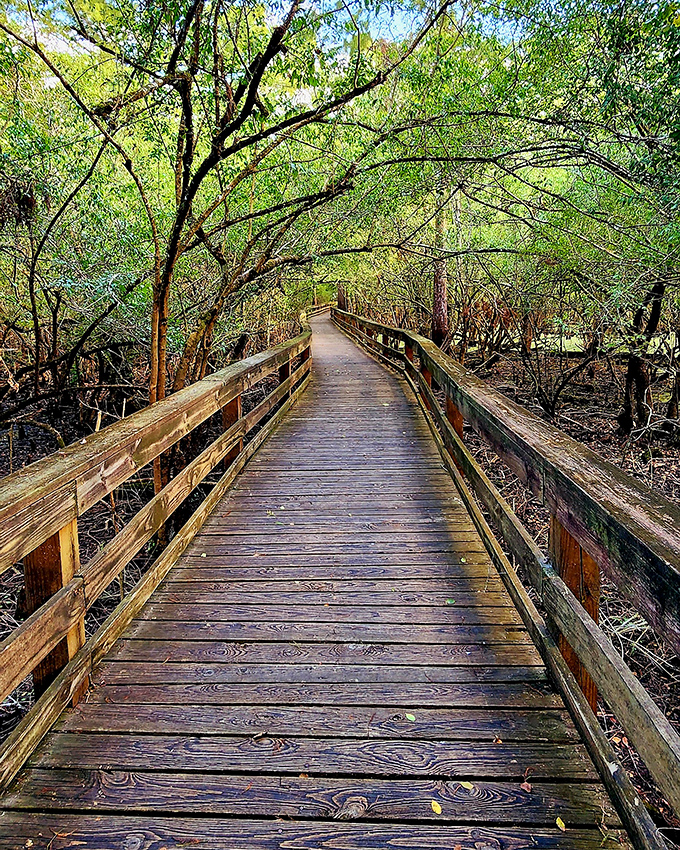 Walking this boardwalk feels like stepping into a nature documentary &ndash; minus the British narrator following you around.