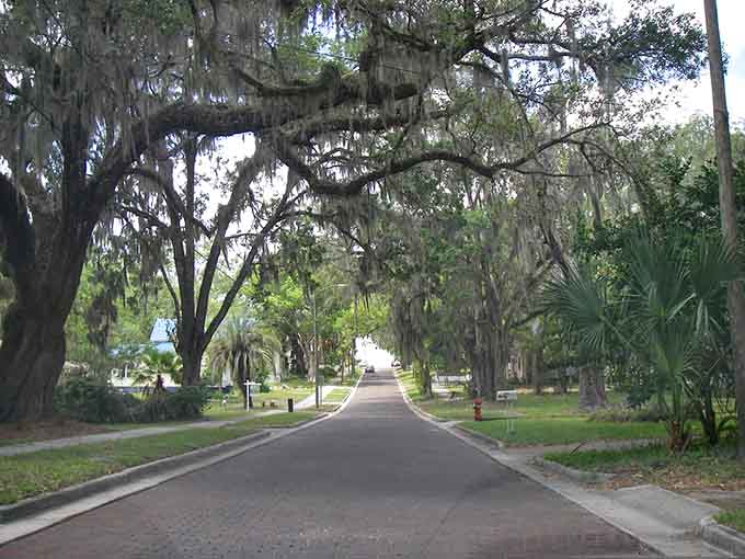 Spanish moss drapes these oaks like nature's own curtains, creating shade that's been cooling Brooksville residents for generations.