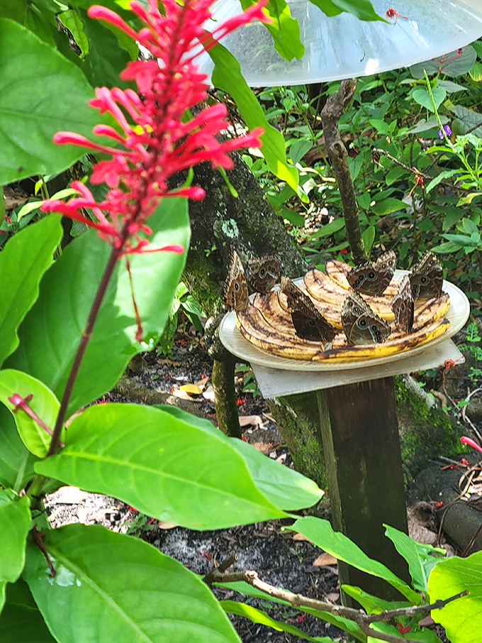 Talk about five-star dining! This butterfly feeding station serves up banana buffets that would make any lepidopteran food critic swoon with delight.