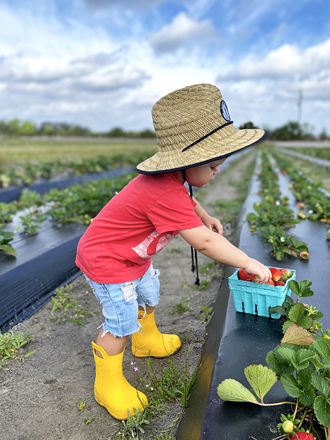 Little hands learn big lessons about where food comes from, one carefully picked strawberry at a time.