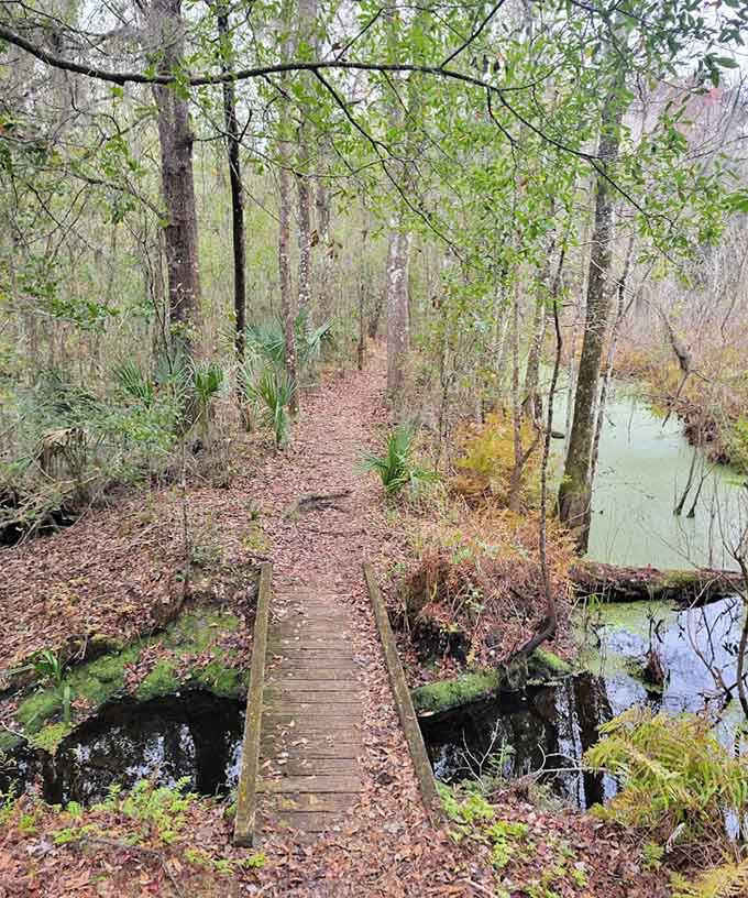 Wooden bridges cross wetland areas where the water looks like sweet tea and probably tastes like regret if you're curious enough to try.