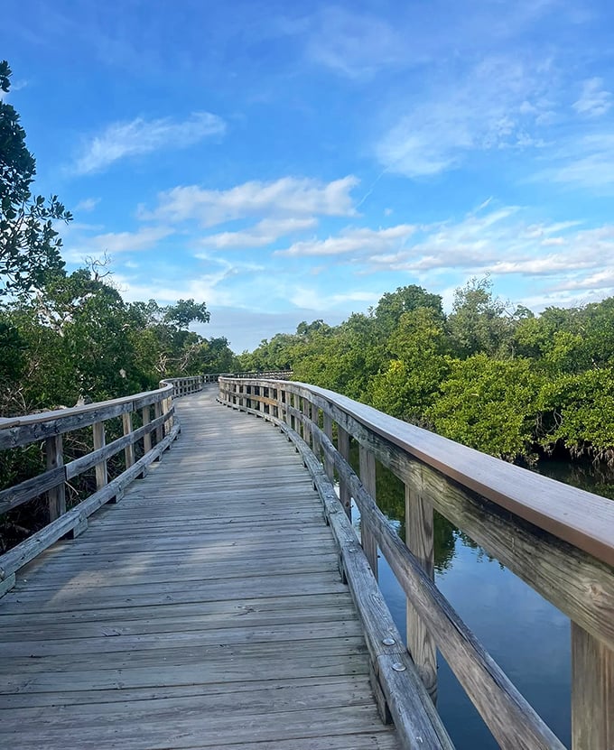 Morning light dances across weathered planks as the boardwalk curves gently through dense mangroves, promising adventures around every bend.