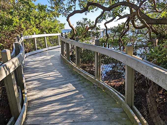 Following these curves through the mangroves feels like nature's own choose-your-own-adventure book, except every choice leads somewhere beautiful.