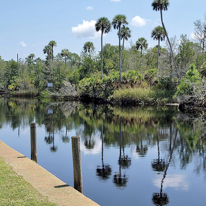 The river glides by with the unhurried confidence of something that's been flowing since dinosaurs roamed Florida.