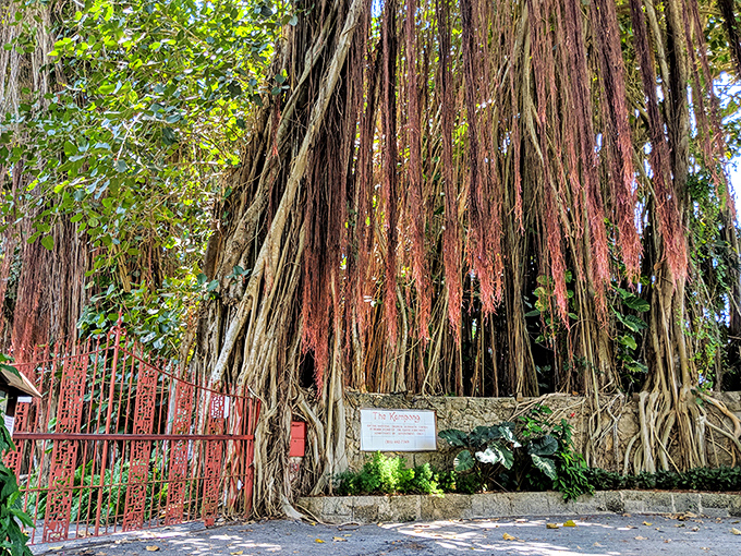 The dramatic entrance to The Kampong, where hanging roots create nature's own version of a beaded curtain doorway.
