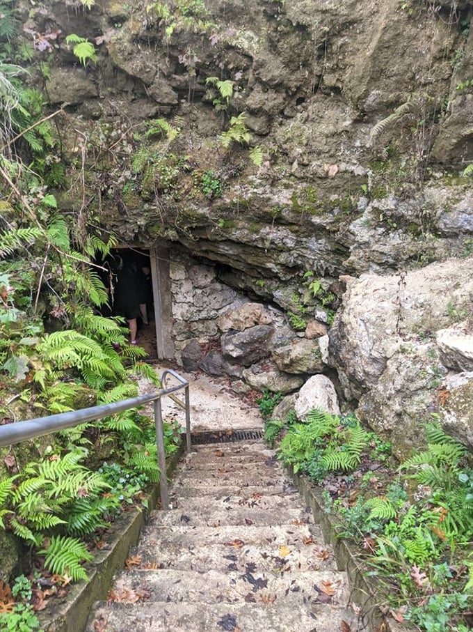 Stone steps descend into darkness, where Florida's underground kingdom awaits those brave enough to venture below.