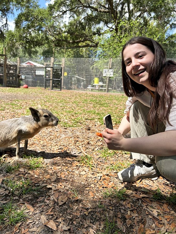 This small wallaby approaches curiously, showcasing the sanctuary's commitment to creating comfortable, natural environments for its residents.