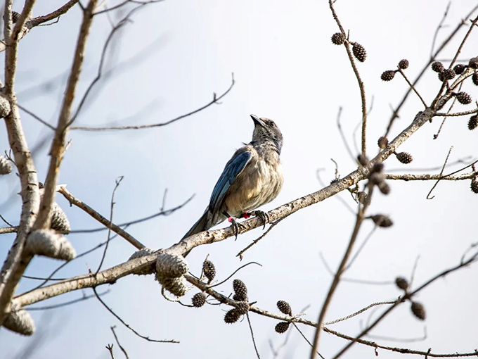 Perched regally on an oak branch, this scrub-jay surveys its territory with the confidence of Florida royalty.