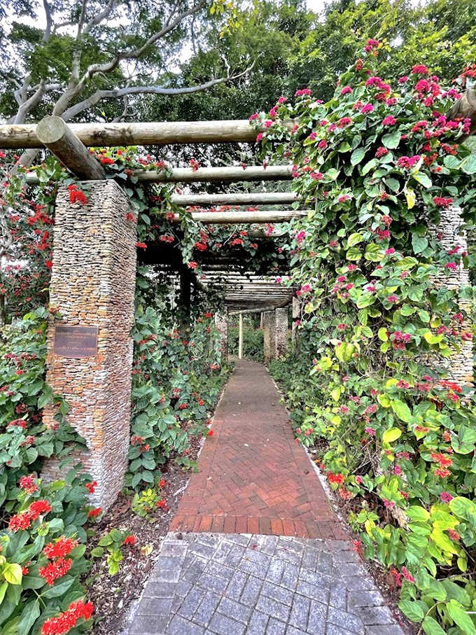 Bougainvillea creates a floral tunnel of crimson delight, transforming an ordinary walkway into nature's most romantic red carpet.