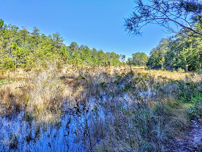 Wetland areas showcase Florida's wild side, where nature does its thing without asking permission or apologizing for the mud.