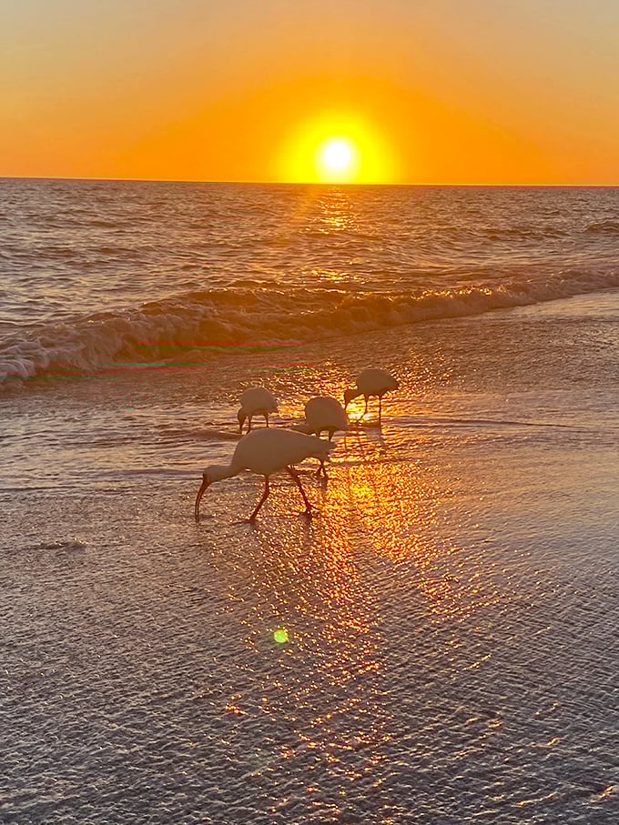 Nature's runway models strut at sunset, these flamingos adding splashes of pink to golden hour that even Instagram filters couldn't improve.