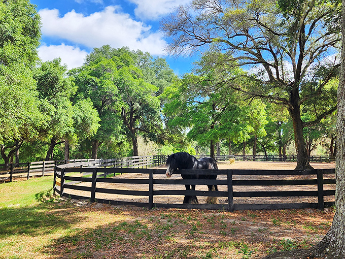 This pastoral paradise makes you wonder if you've stumbled into a secret portal to the English countryside. Florida continues to surprise!