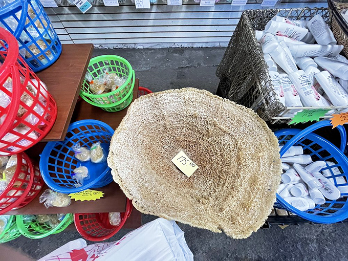 A treasure trove of natural yellow sponges awaits, each one a unique masterpiece from the ocean floor.