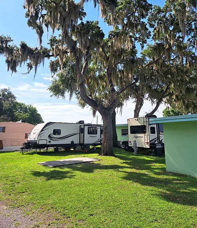 That majestic oak draped in Spanish moss has seen more sunsets than most of us have had hot dinners, and it's still standing strong, providing shade for modern-day adventurers.