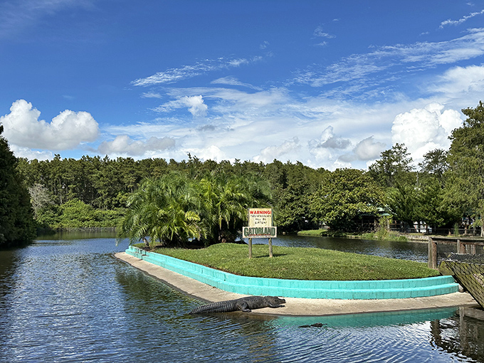 Nature's stage: Alligators bask lazily along the shoreline while visitors admire from a safe distance across the water.