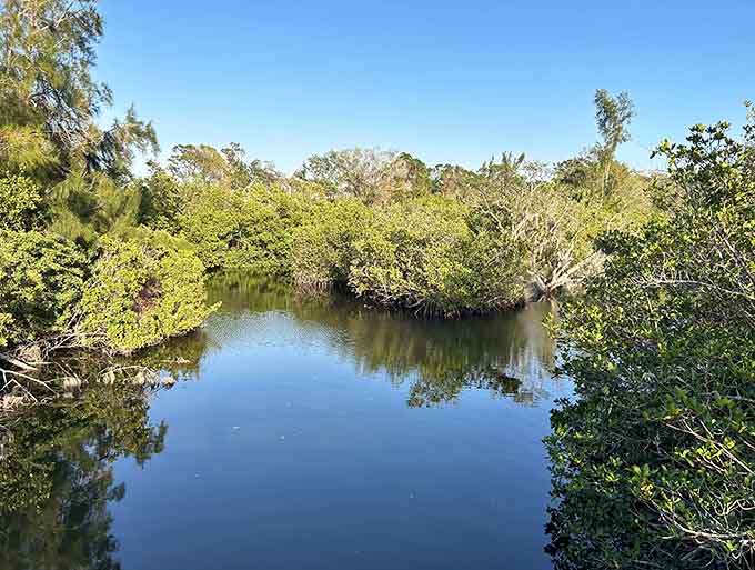 Mangrove islands dot the waterway like nature's own sculpture garden, proving Florida's beauty extends far beyond its beaches.