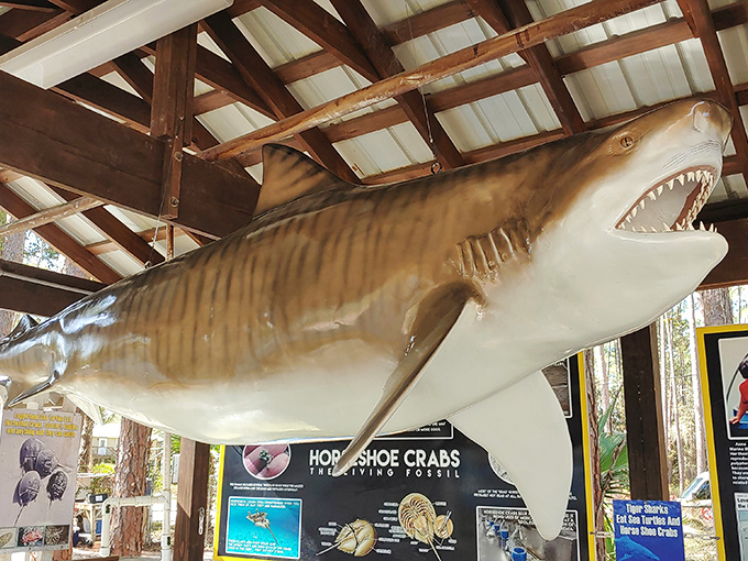 This life-size tiger shark model is impressively realistic, minus the whole "might eat you" aspect that makes the real ones stressful.