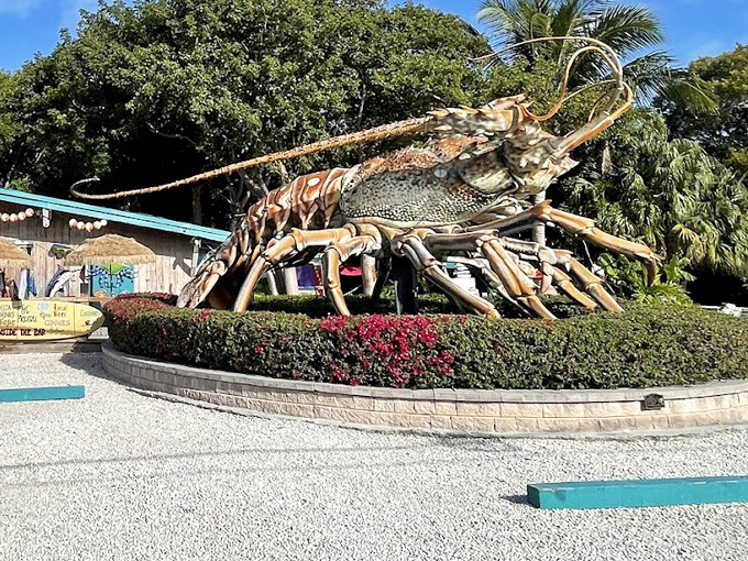Lobster: Surrounded by tropical foliage, this colossal crustacean has weathered hurricanes and decades of Florida sunshine while maintaining her vibrant shell.