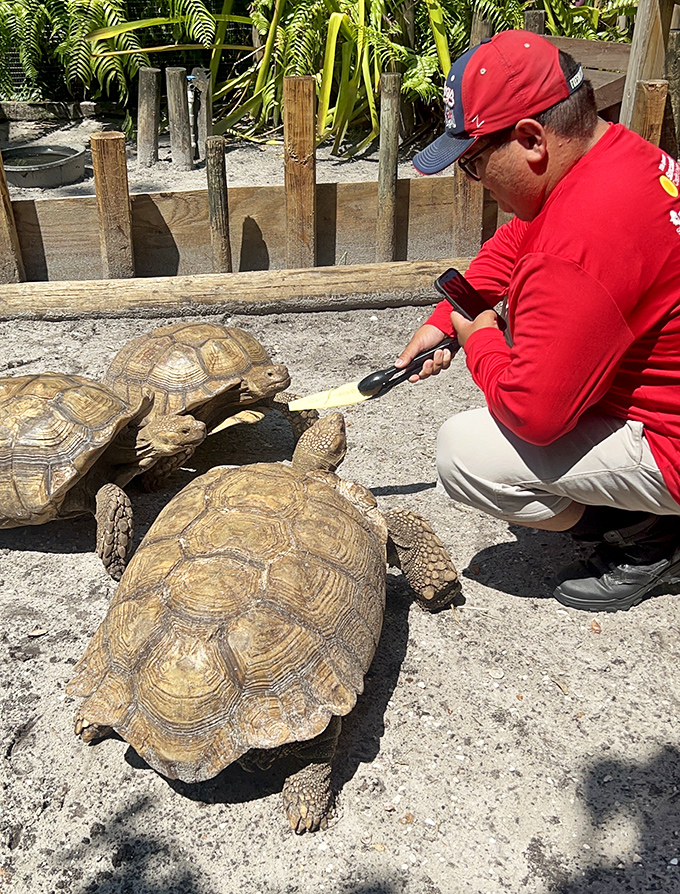 Gentle giants with prehistoric faces &ndash; these tortoises move with surprising speed when treats appear, delighting visitors of all ages.