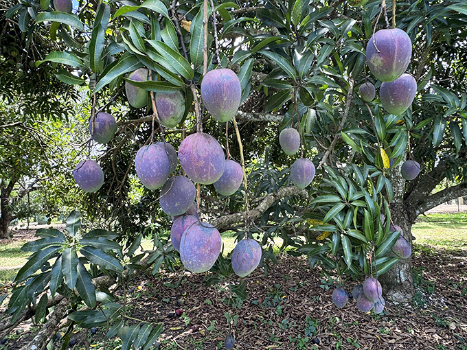 Purple mangoes hang like jewels from the tree, their vibrant color promising sweet, tropical flavors unlike store varieties.