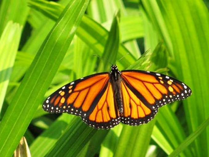 "Excuse me, do you have a moment to talk about butterfly conservation?" &ndash; This monarch, probably.