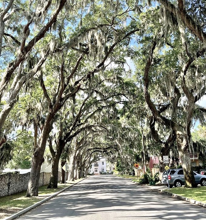 Midday on Magnolia Avenue offers dramatic contrasts between light and shadow, as if nature designed its own stained glass windows.