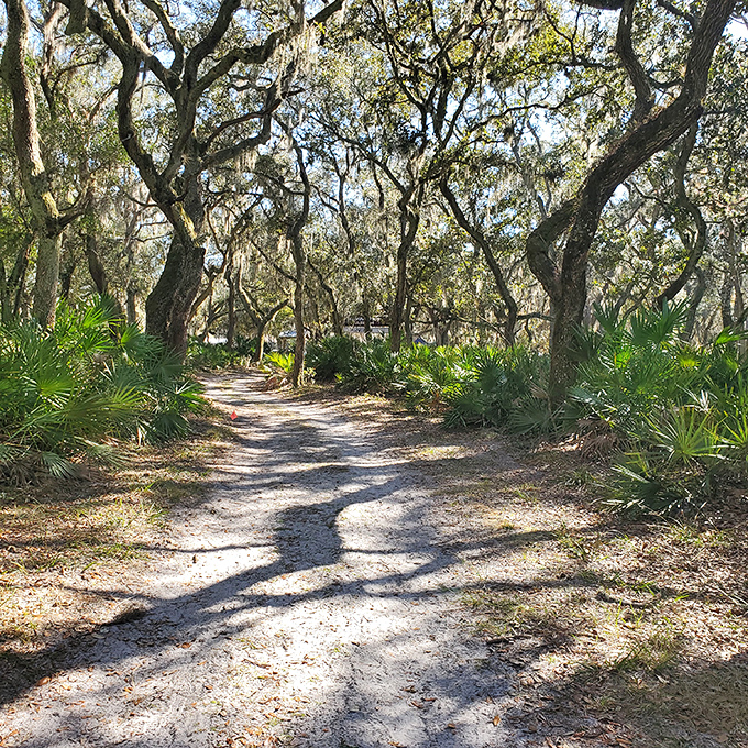 Spanish moss drapes over ancient oaks like nature's own decorating team went wild with the garland.