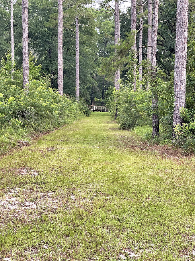 Nature trail: Sunlight filters through towering pines, creating nature's cathedral along trails once walked by the Weeden Island people.