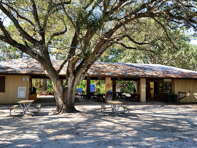 Simple pleasures await at this rustic pavilion, where picnics become memorable feasts under the watchful gaze of Florida's native canopy.