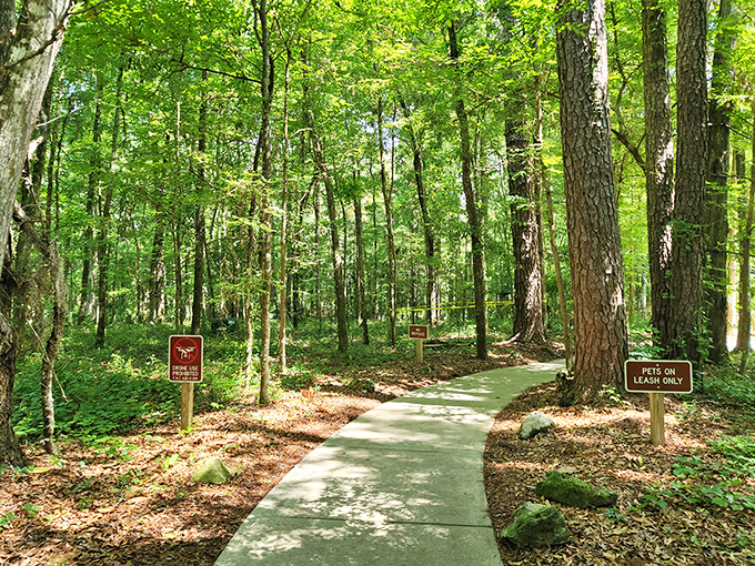 Follow the concrete path less traveled &ndash; this winding trail invites exploration through a forest that whispers stories of ancient Florida.