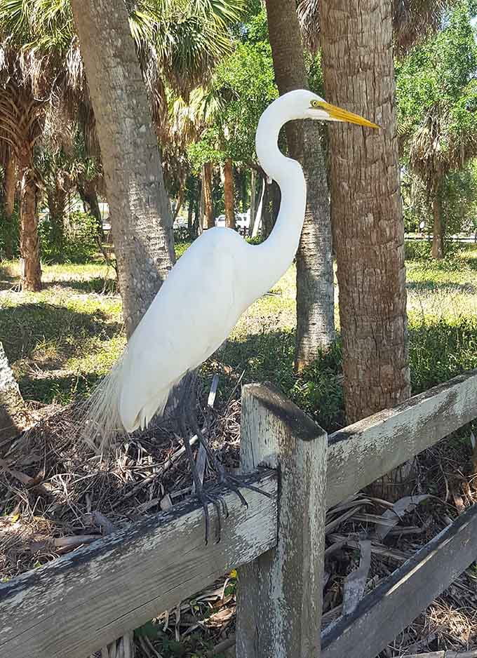 A great egret strikes a pose that would make any fashion model jealous, proving wildlife photography beats scrolling social media.
