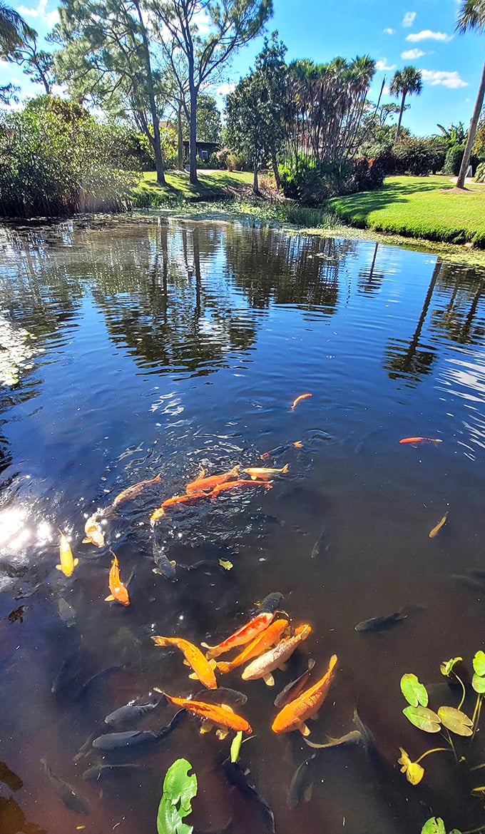 Koi fish paint the pond with flashes of orange and gold, living art that swims beneath reflections of Florida's blue sky.