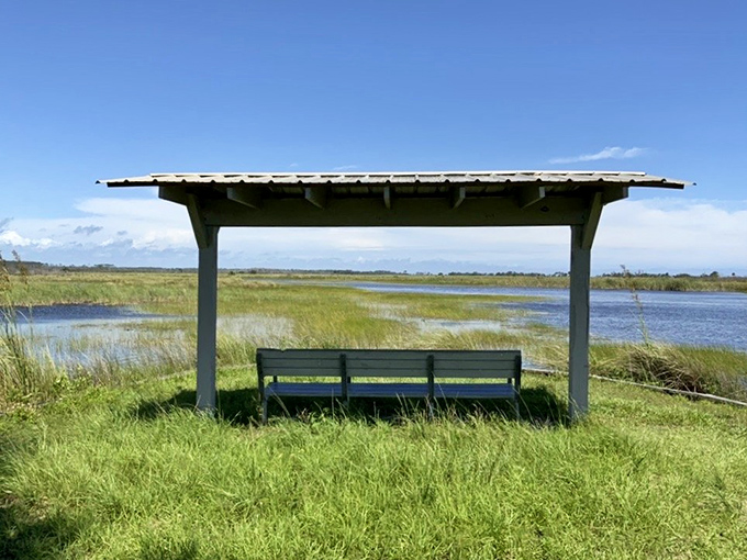 A simple bench beneath a shelter offers the best entertainment in Florida: unscripted wildlife drama with a water view.